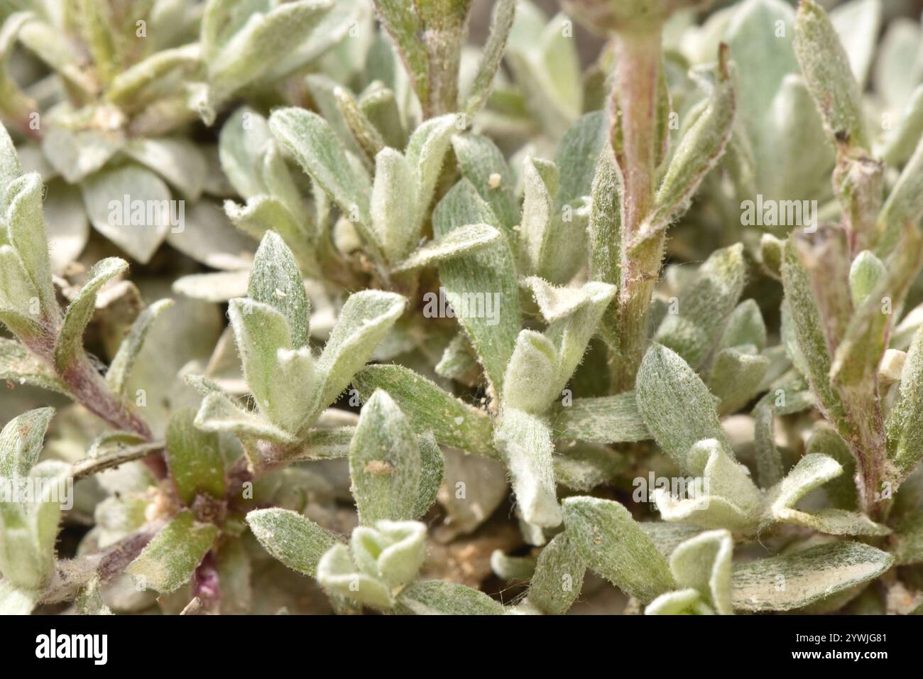 Low Pussytoes (Antennaria dimorpha Stock Photo - Alamy