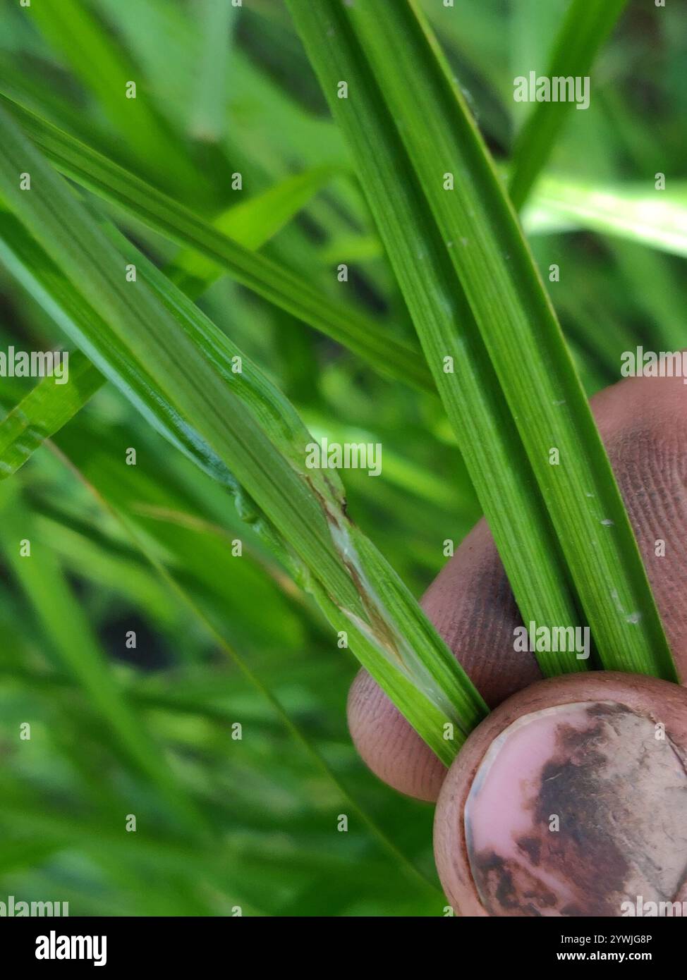 true sedges (Carex Stock Photo - Alamy