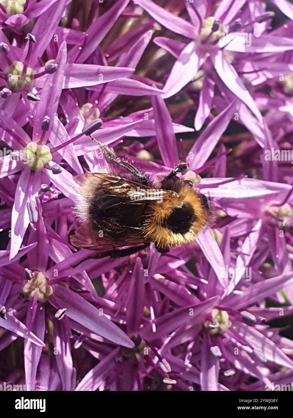 Tree Bumble Bee (Bombus hypnorum Stock Photo - Alamy