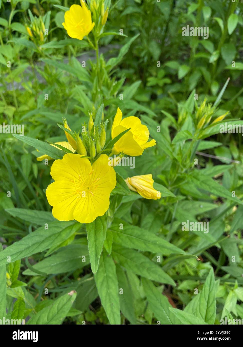 narrow-leaved sundrops (Oenothera fruticosa Stock Photo - Alamy