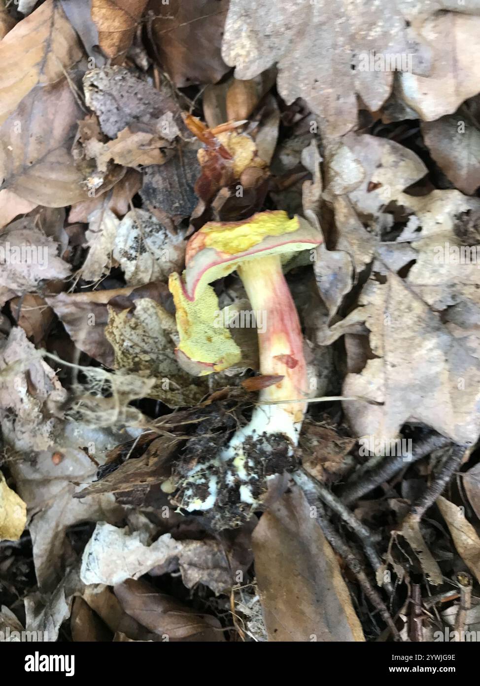 Red-cracking Bolete (Xerocomellus chrysenteron Stock Photo - Alamy