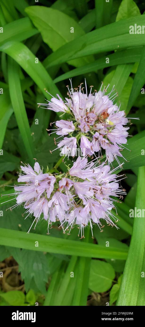 Virginia waterleaf (Hydrophyllum virginianum Stock Photo - Alamy