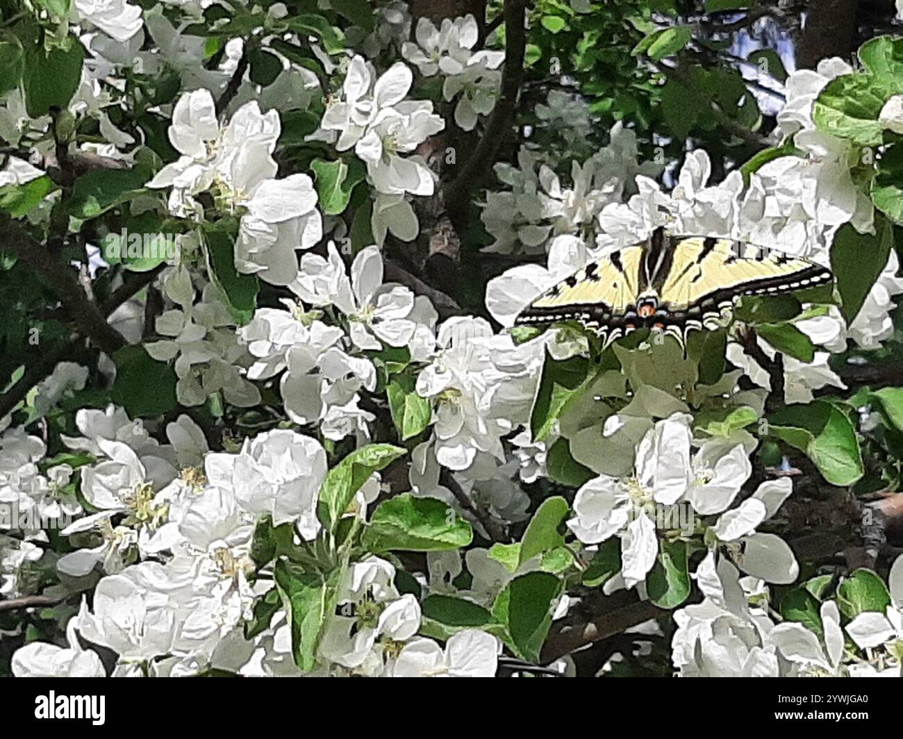 Canadian Tiger Swallowtail (Papilio canadensis Stock Photo - Alamy