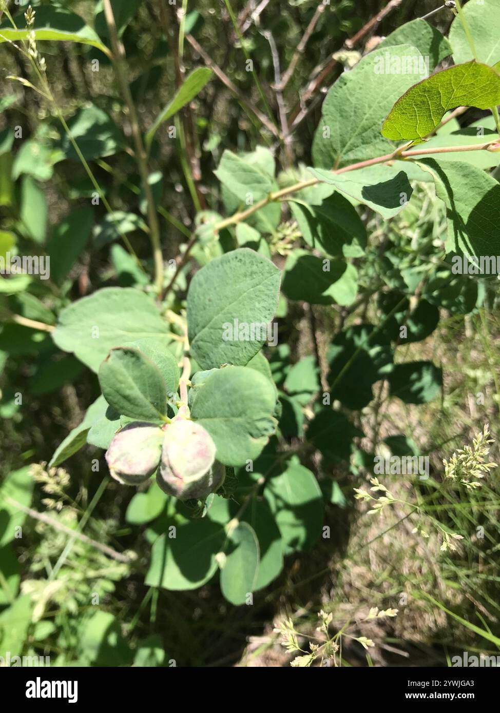 Western Snowberry (Symphoricarpos occidentalis Stock Photo - Alamy