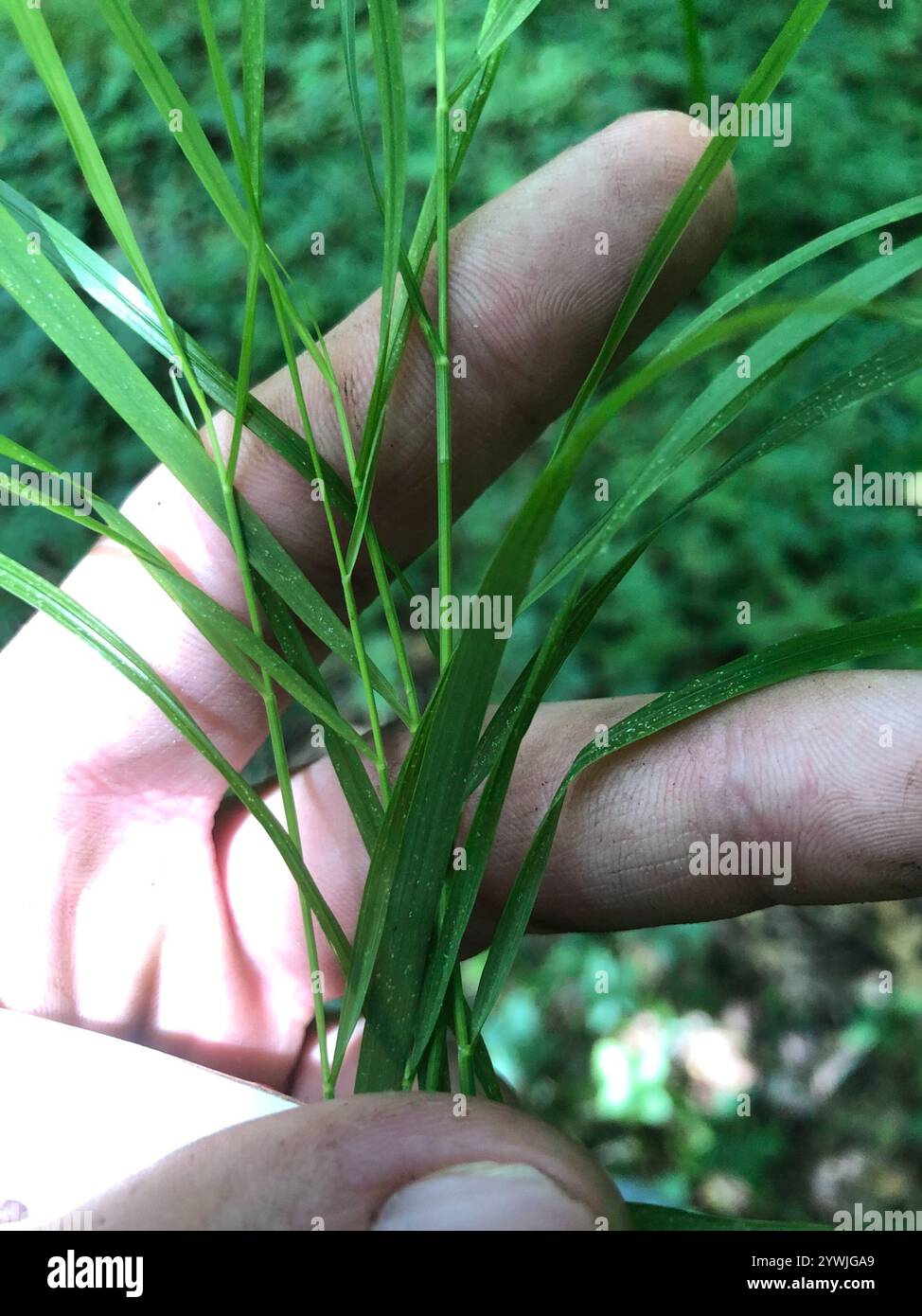 Twoflower Melicgrass (Melica mutica Stock Photo - Alamy