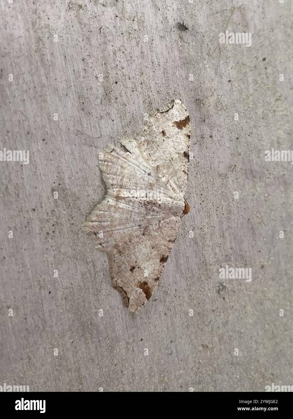 Red-headed Inchworm Moth (Macaria bisignata Stock Photo - Alamy