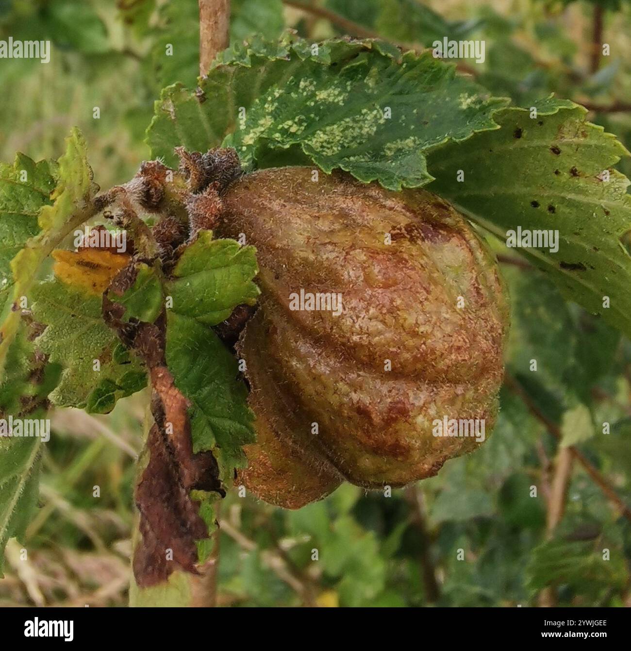 Sack gall hi-res stock photography and images - Alamy
