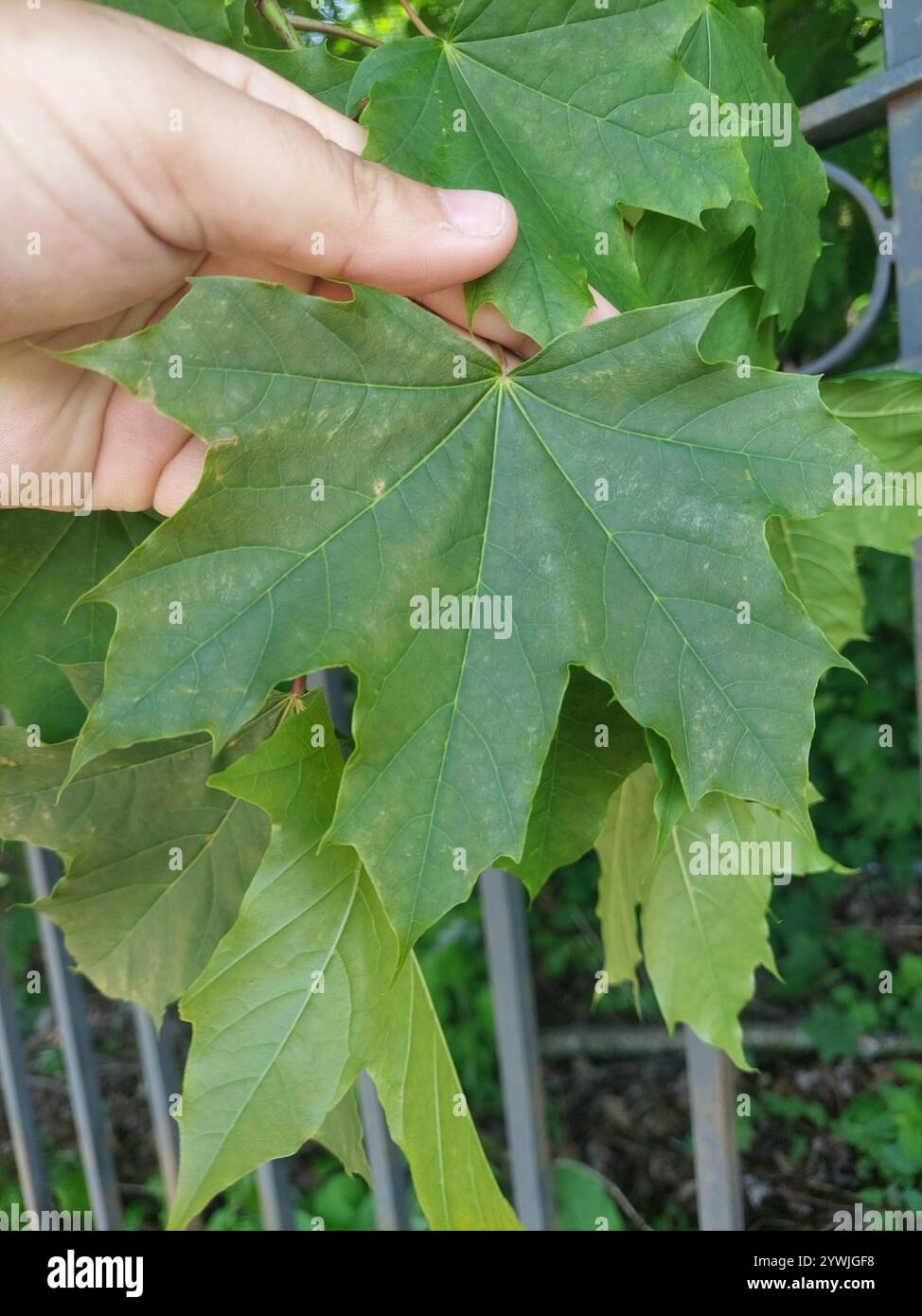 Norway maple (Acer platanoides Stock Photo - Alamy
