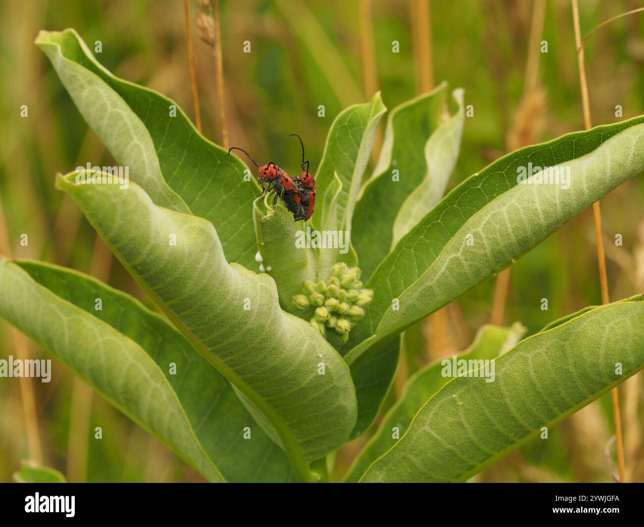 Red Milkweed Beetle (Tetraopes tetrophthalmus Stock Photo - Alamy