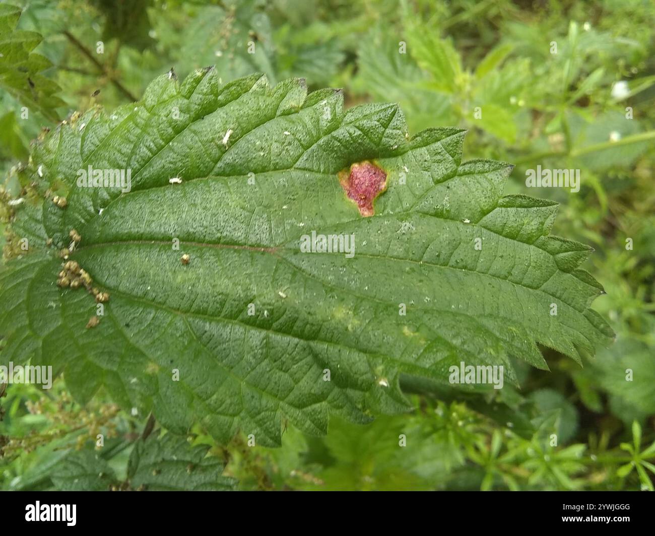 Nettle Clustercup Rust fungus (Puccinia urticata Stock Photo - Alamy