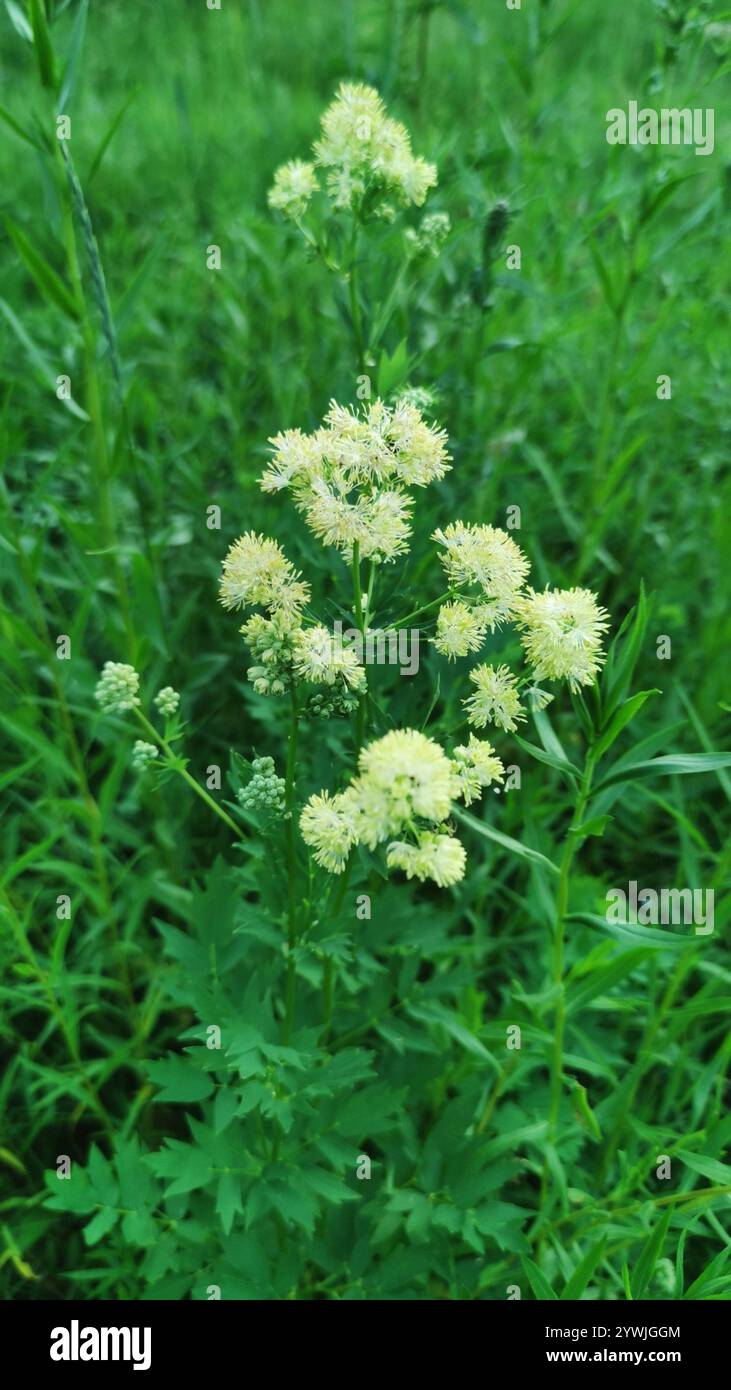 Common Meadow-rue (Thalictrum flavum Stock Photo - Alamy