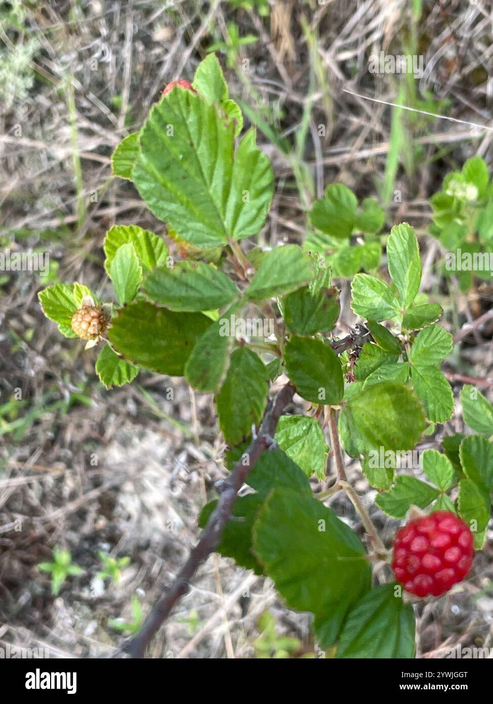 Rubus cuneifolius hi-res stock photography and images - Alamy