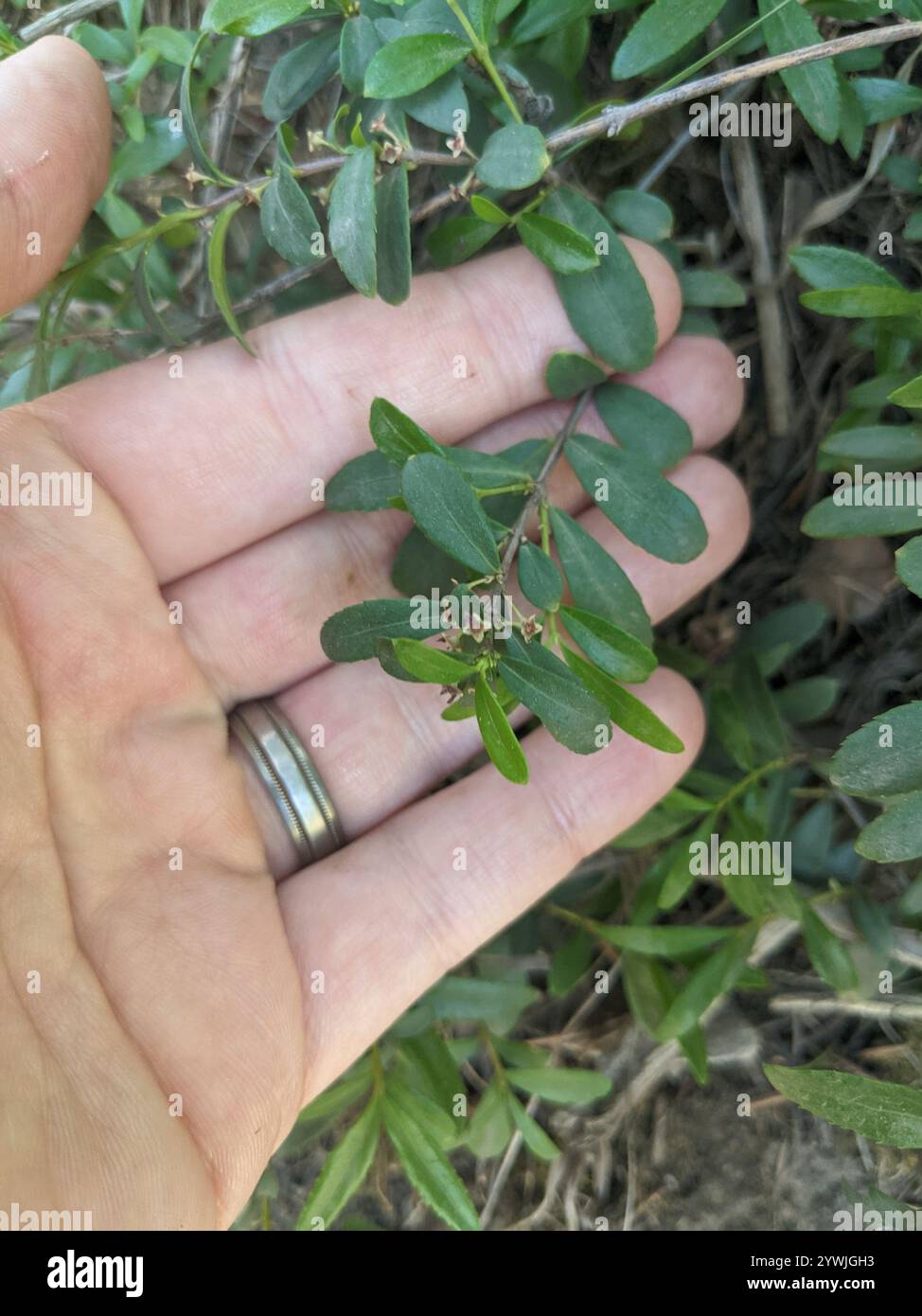 Oregon Boxwood (Paxistima myrsinites Stock Photo - Alamy