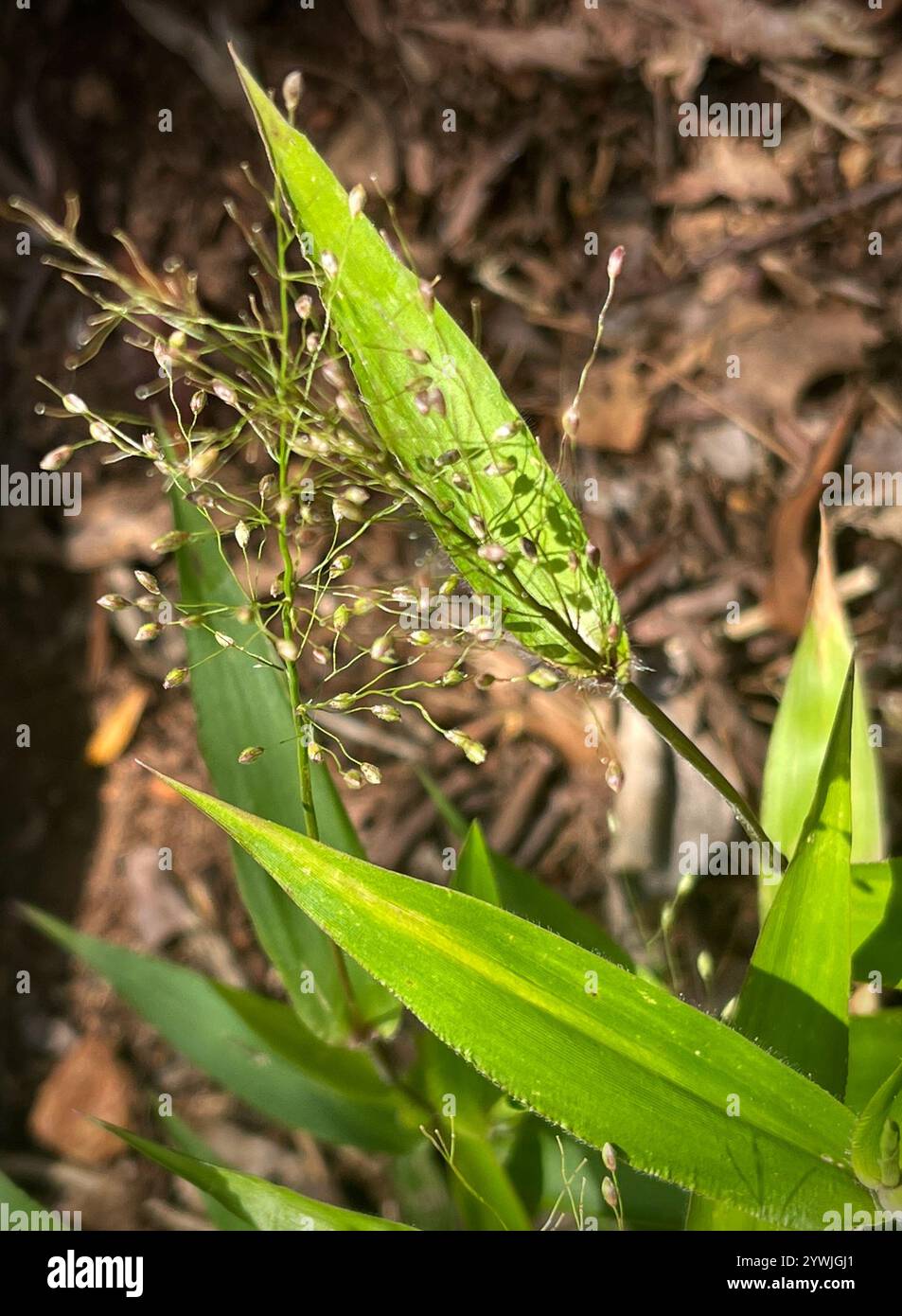variable witchgrass (Dichanthelium commutatum Stock Photo - Alamy