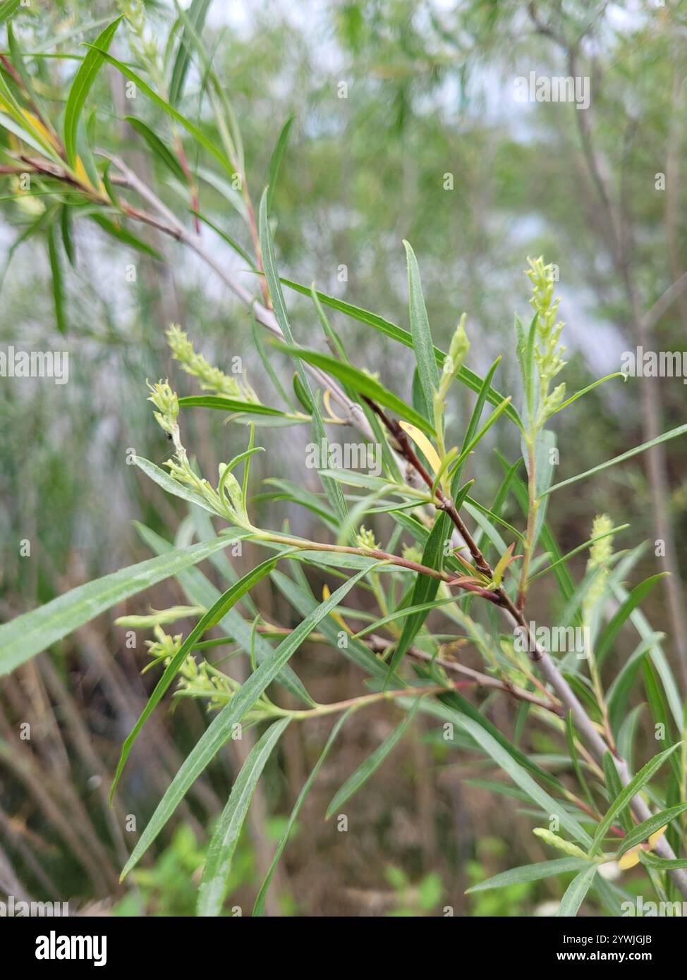 interior sandbar willow (Salix interior Stock Photo - Alamy