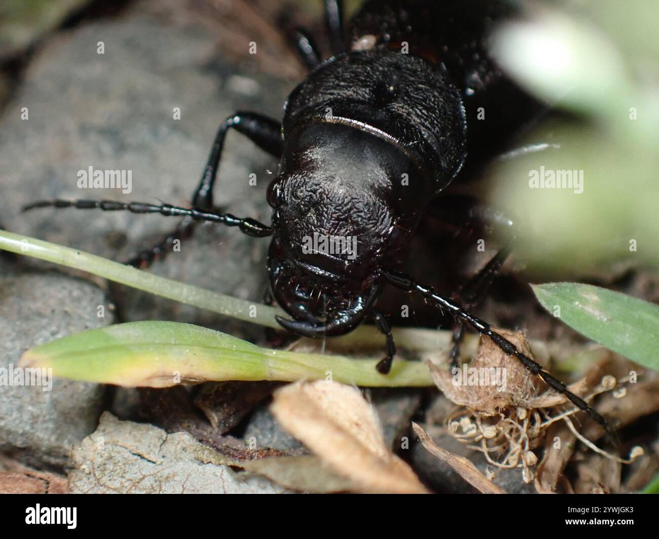 Greater Night-stalking Tiger Beetle (Omus dejeanii Stock Photo - Alamy