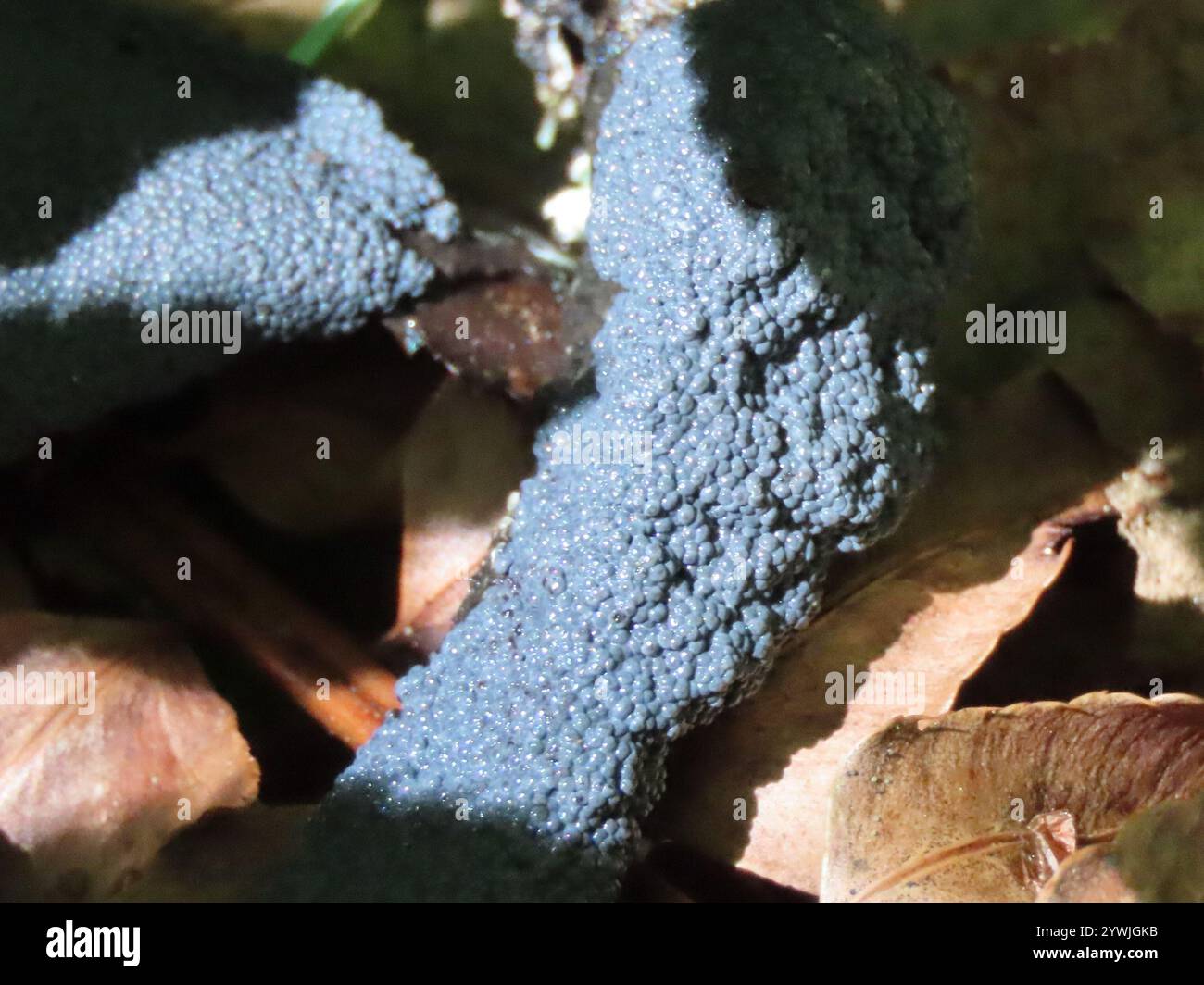 slime molds (Mycetozoa Stock Photo - Alamy