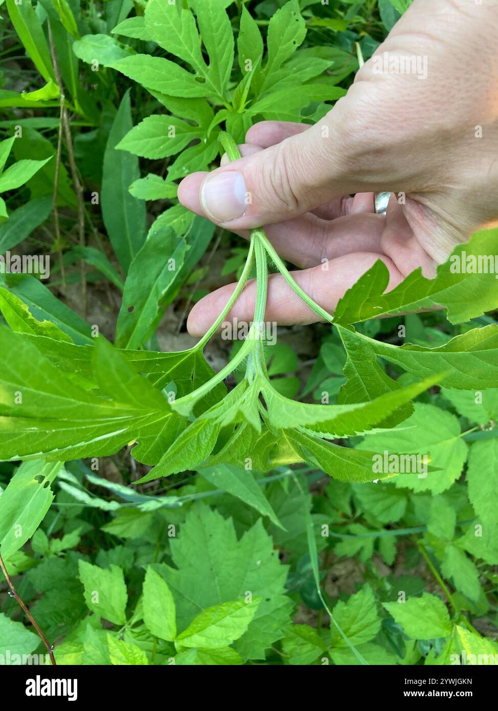 giant ragweed (Ambrosia trifida Stock Photo - Alamy