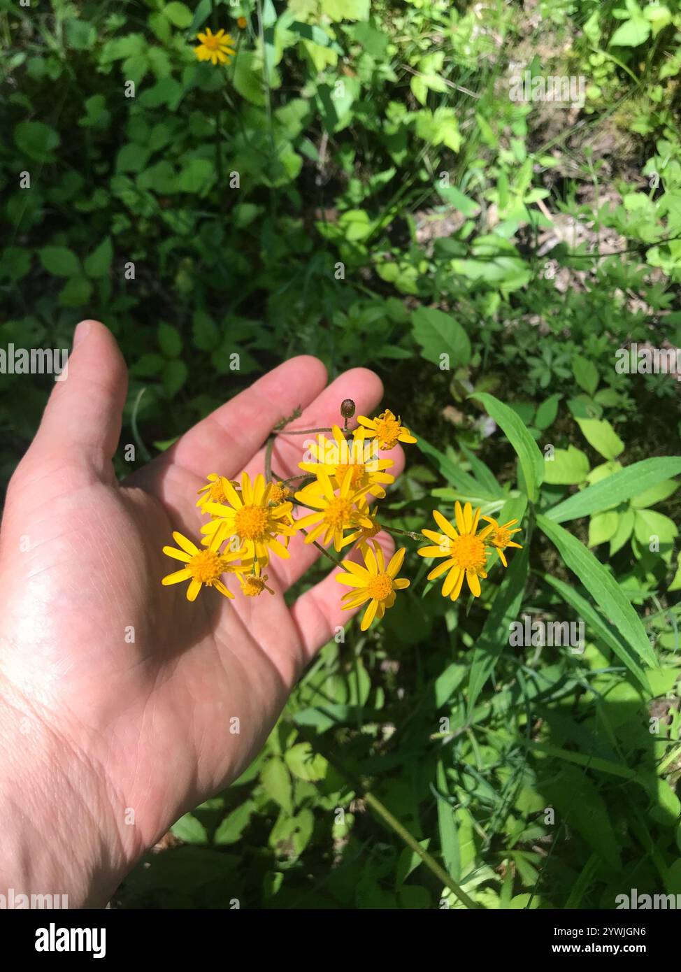 golden ragwort (Packera aurea Stock Photo - Alamy