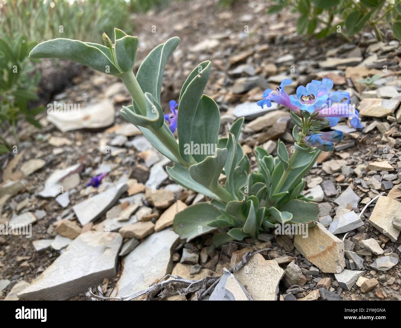 Wax-leaf Beardtongue (Penstemon nitidus Stock Photo - Alamy