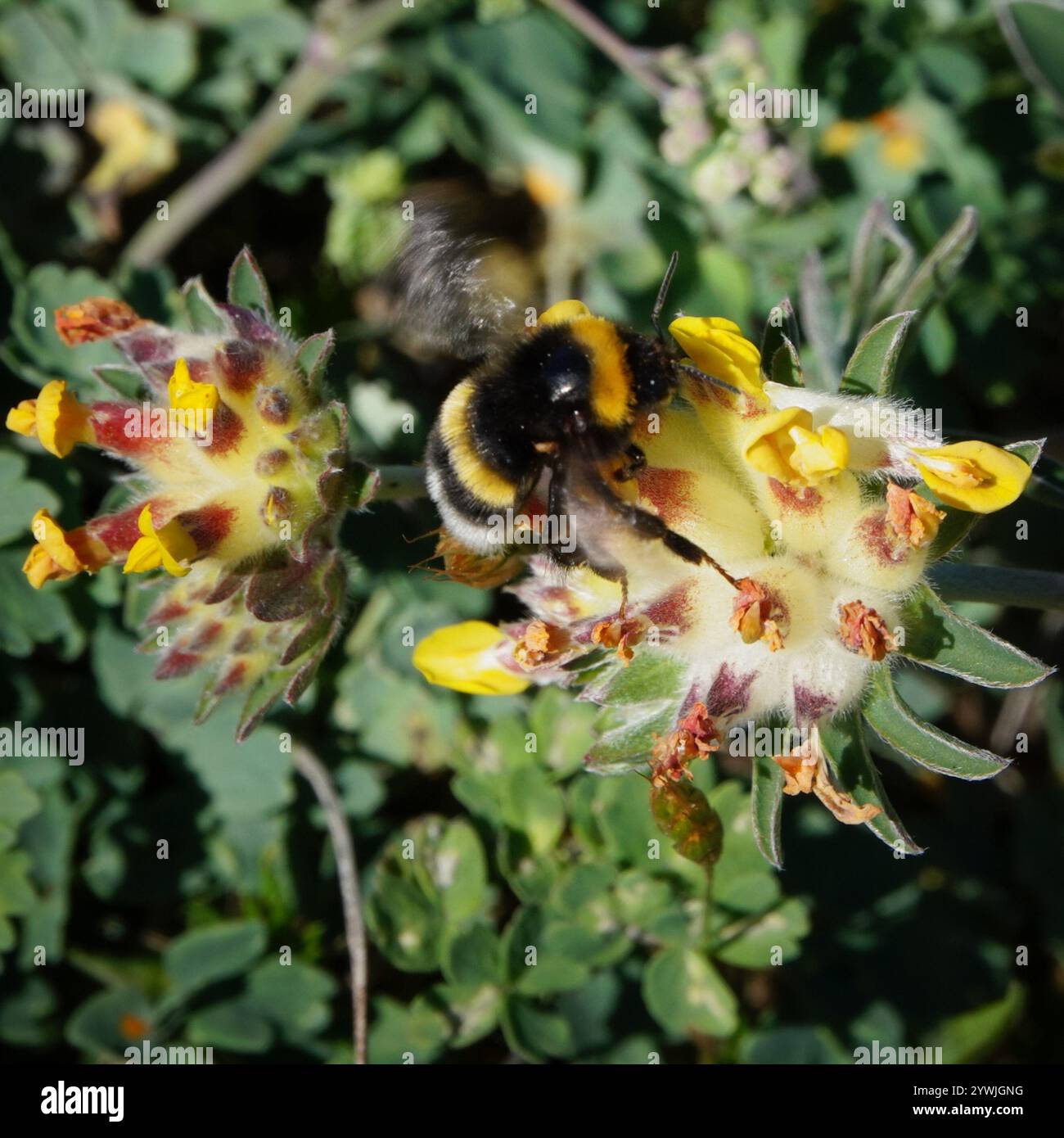 Buff-tailed Bumble Bee (Bombus terrestris Stock Photo - Alamy