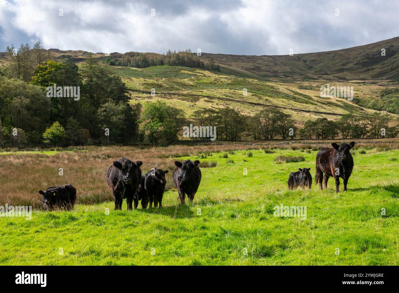 Black cows in the Kentmere valey north of Kendal in the Lake District ...
