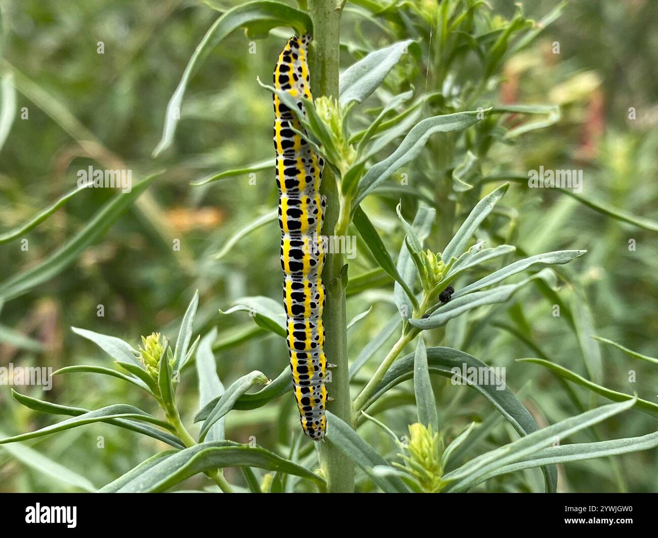 Toadflax Brocade Moth (Calophasia lunula Stock Photo - Alamy