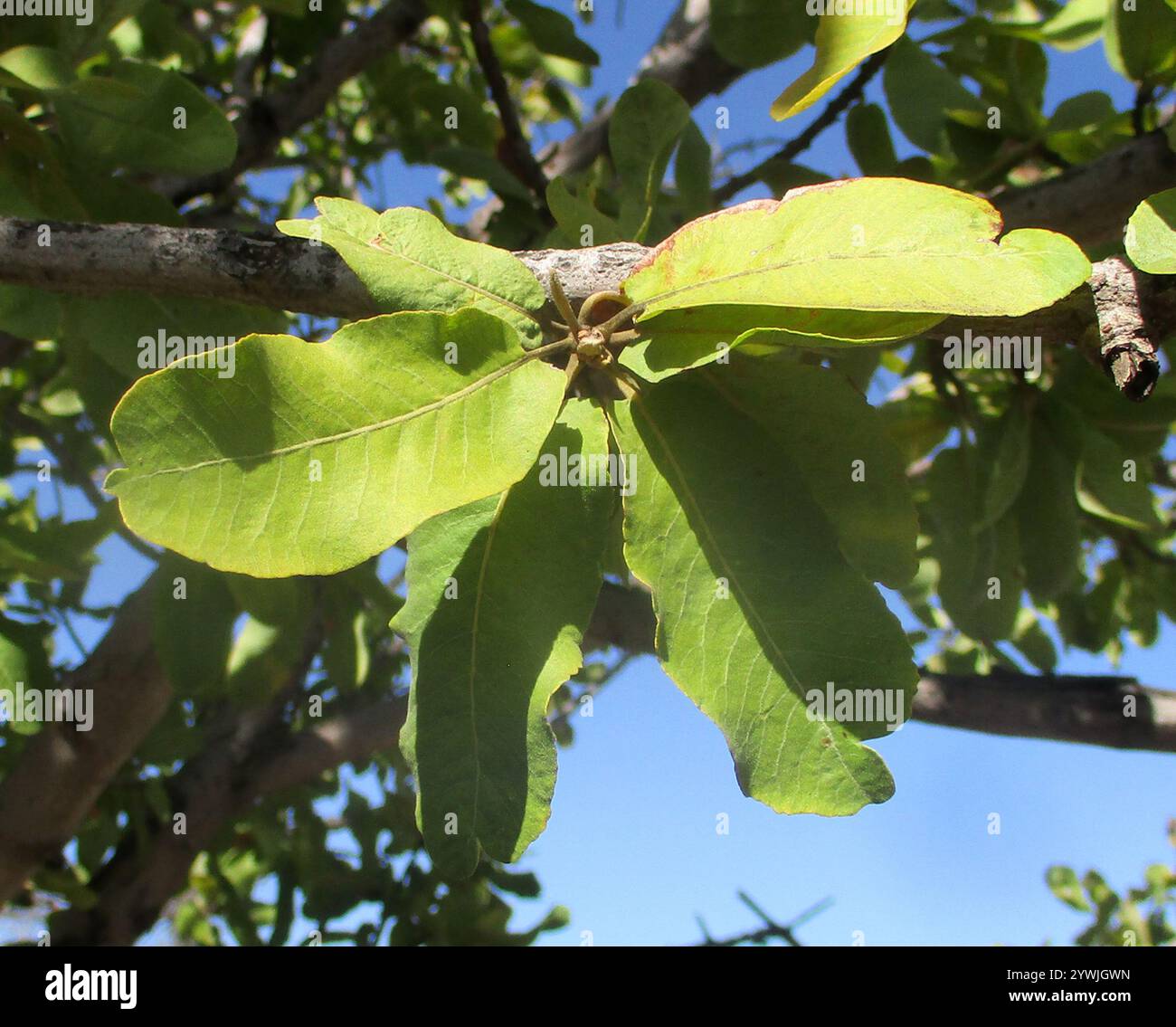 Pappea capensis hi-res stock photography and images - Alamy