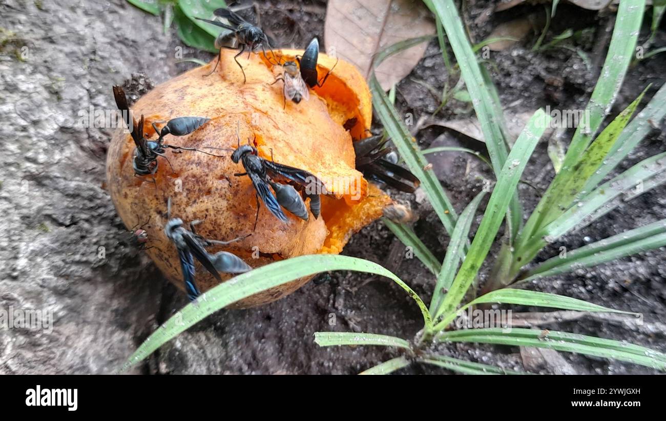 Northern Warrior Wasp (Synoeca septentrionalis Stock Photo - Alamy