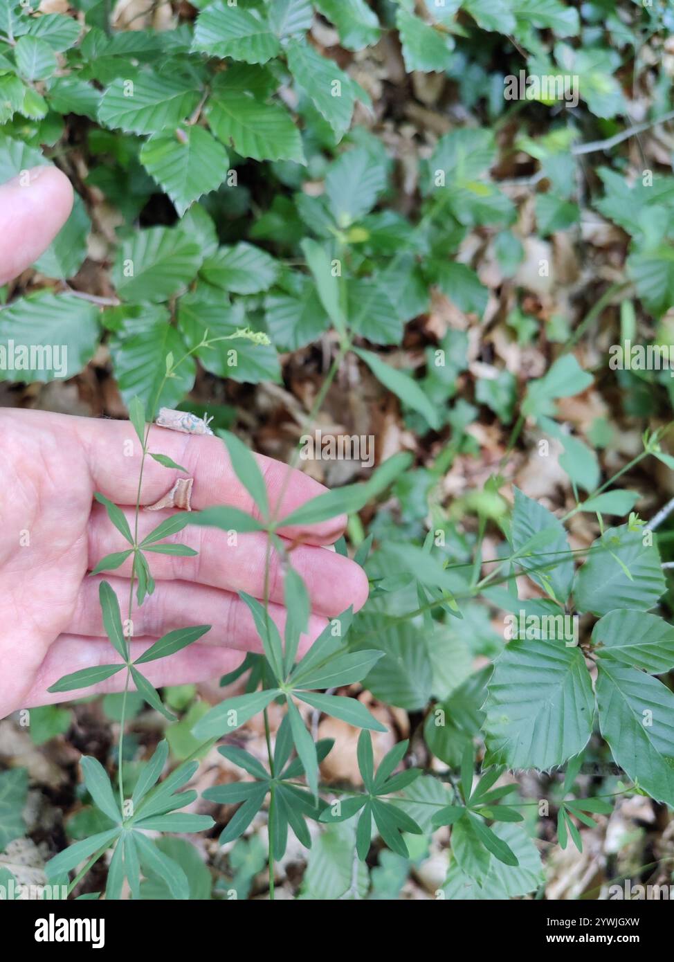 Wood Bedstraw (Galium sylvaticum Stock Photo - Alamy
