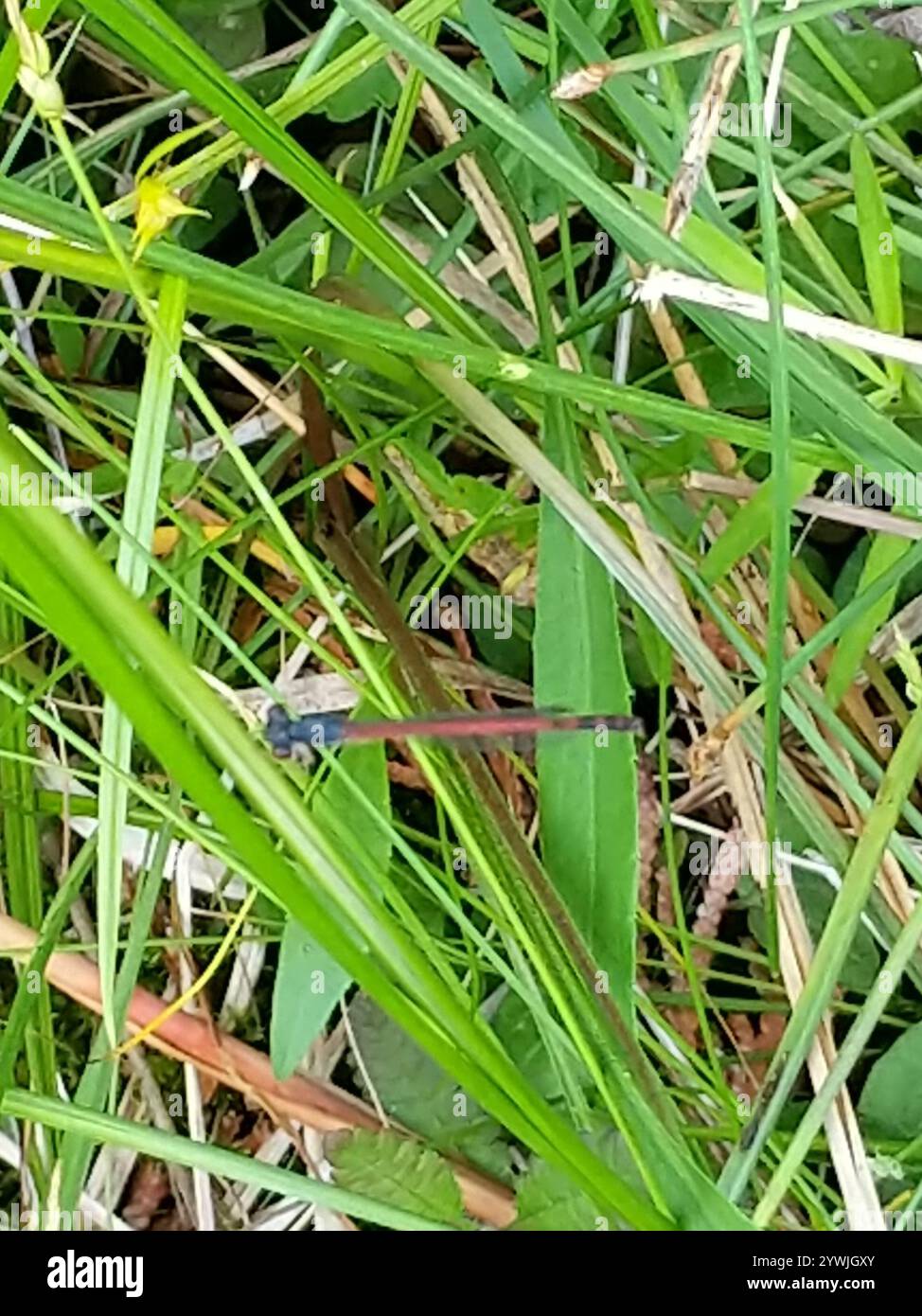 Eastern Red Damsel (Amphiagrion saucium Stock Photo - Alamy