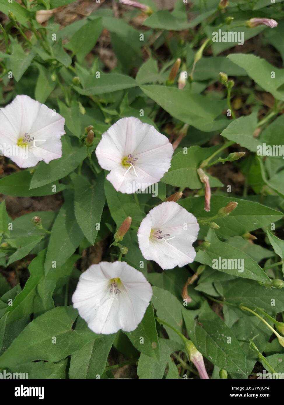 field bindweed (Convolvulus arvensis Stock Photo - Alamy
