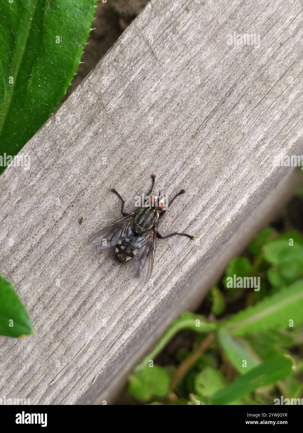 Common Flesh Flies (Sarcophaga Stock Photo - Alamy