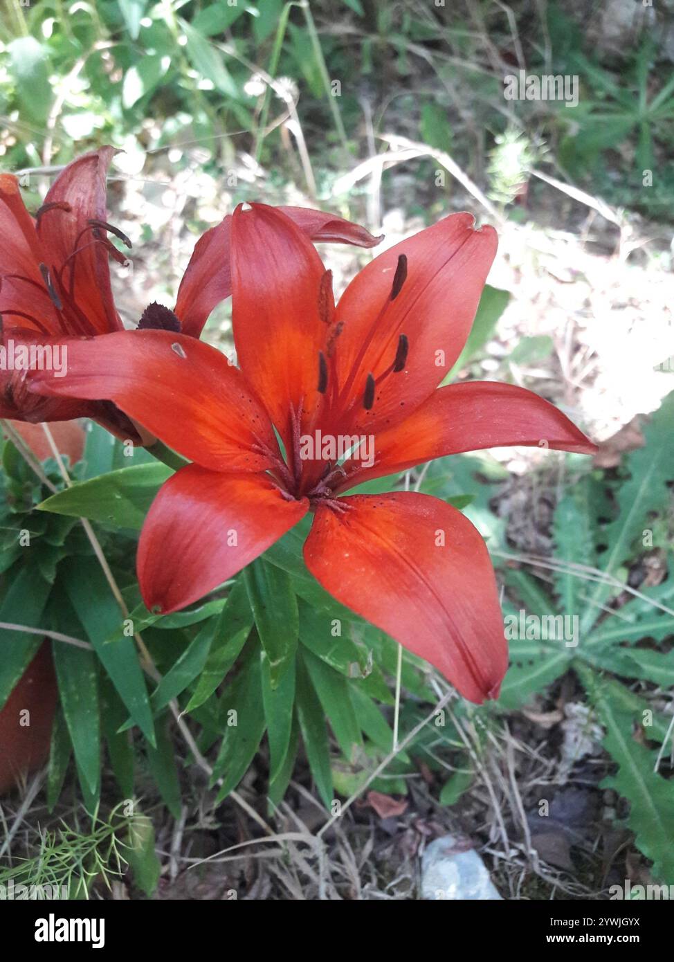 fire lily (Lilium bulbiferum Stock Photo - Alamy