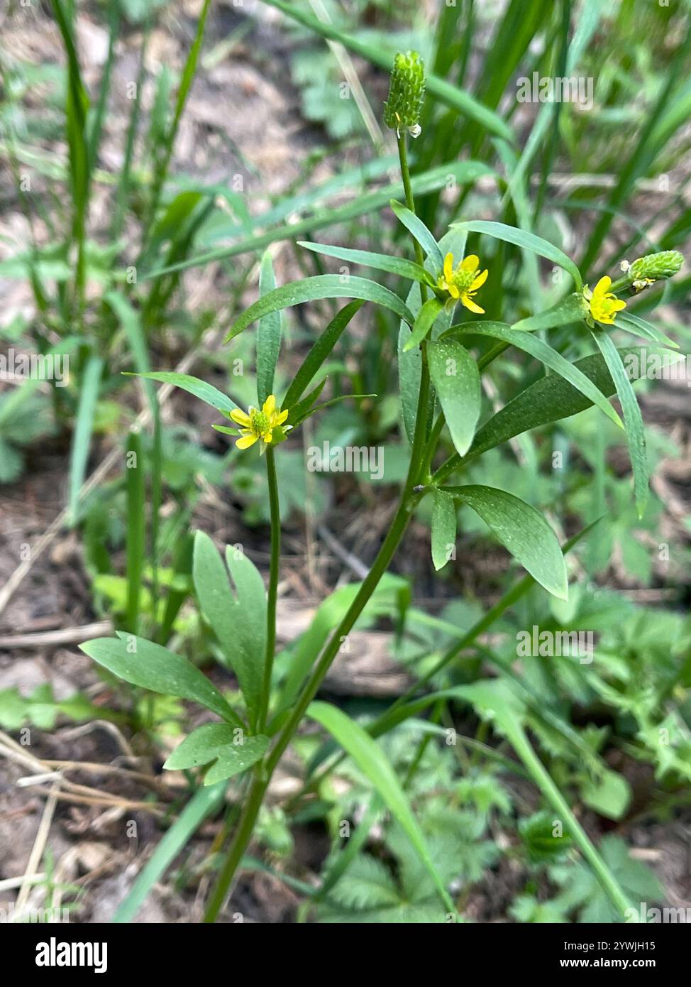 buttercup family (Ranunculaceae Stock Photo - Alamy