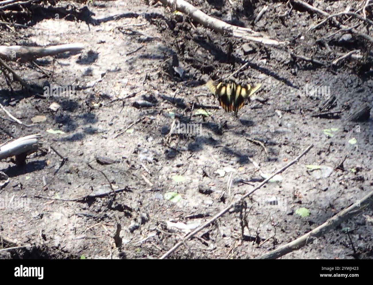 Canadian Tiger Swallowtail (Papilio canadensis Stock Photo - Alamy