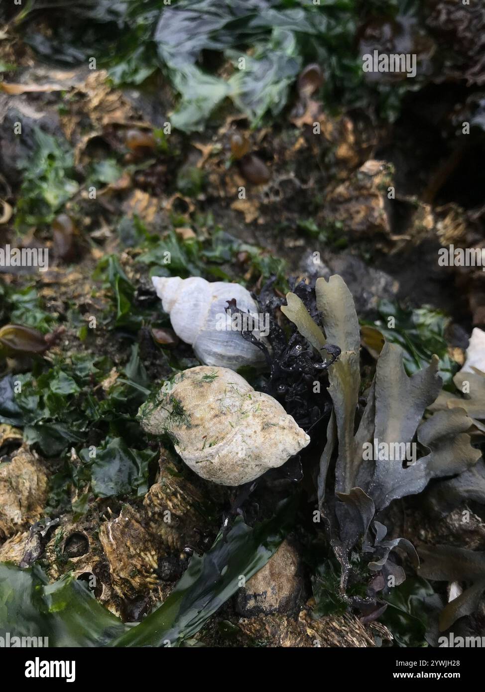 Frilled Dogwinkle (Nucella lamellosa Stock Photo - Alamy