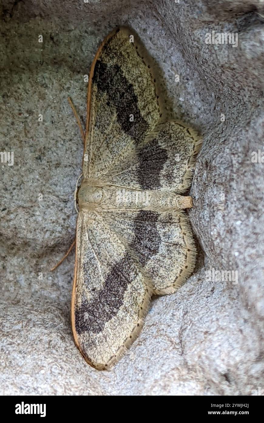 Riband Wave (Idaea aversata Stock Photo - Alamy