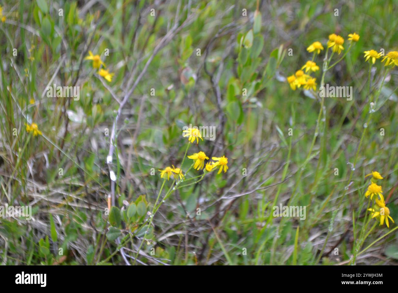 balsam ragwort (Packera paupercula Stock Photo - Alamy