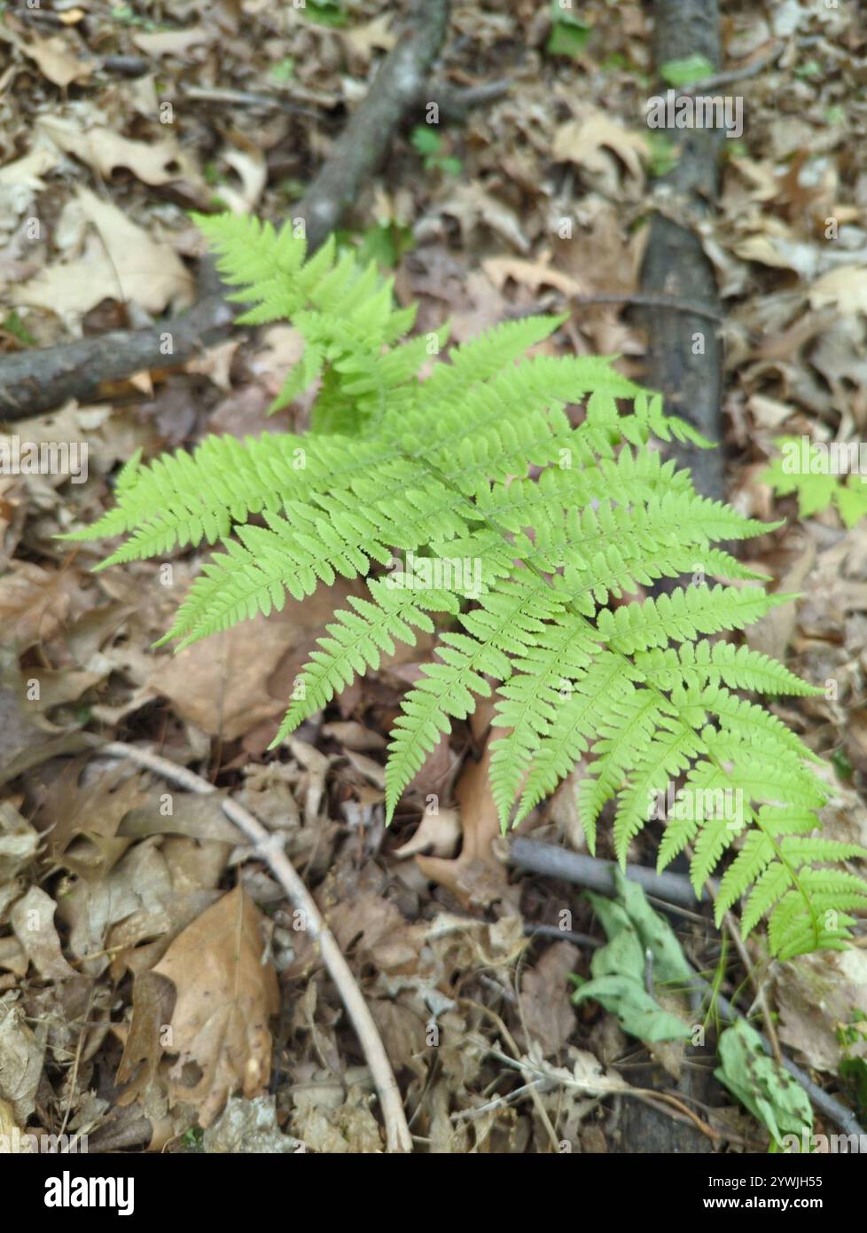 northern lady fern (Athyrium angustum Stock Photo - Alamy