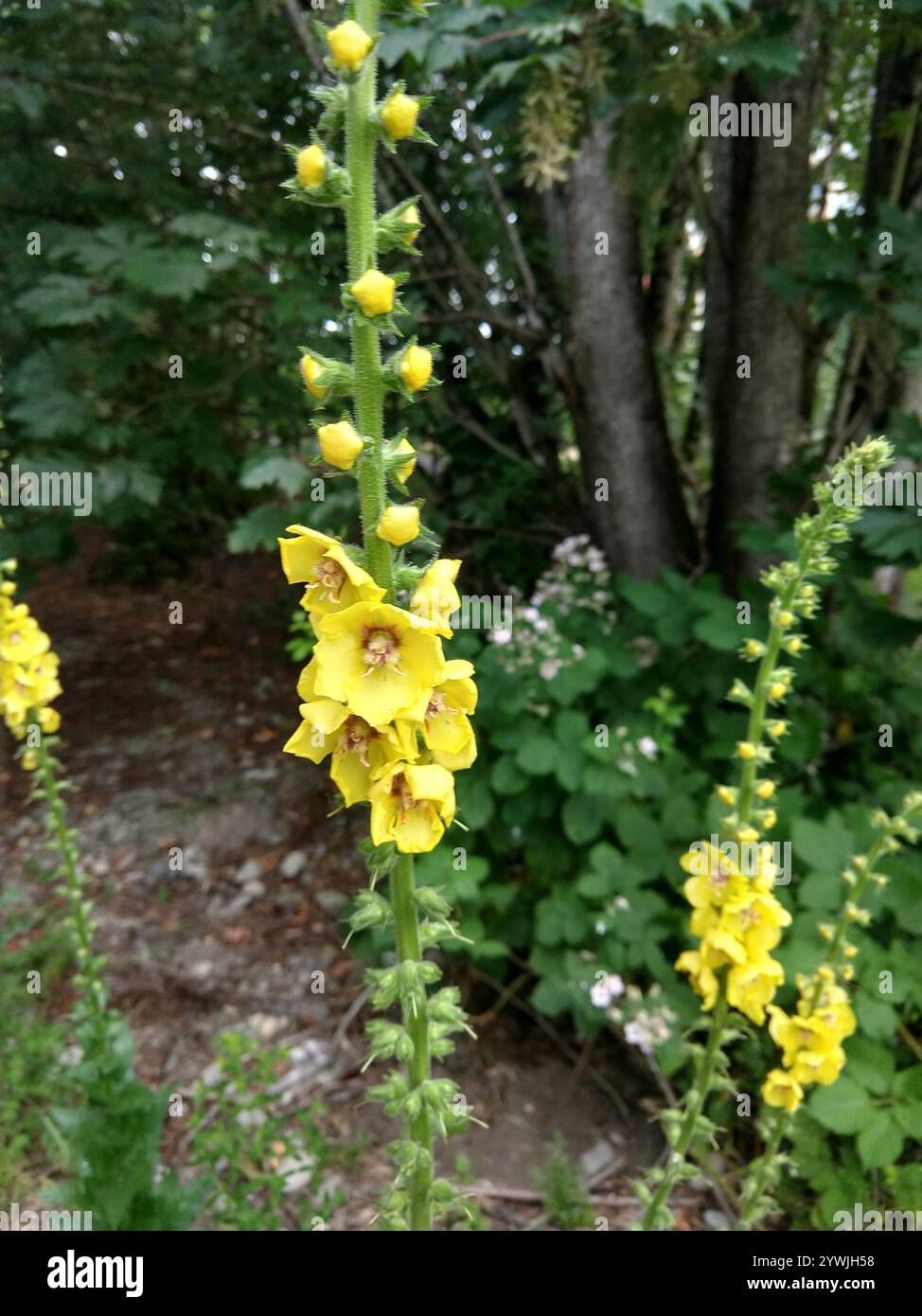 Wand Mullein (Verbascum virgatum Stock Photo - Alamy