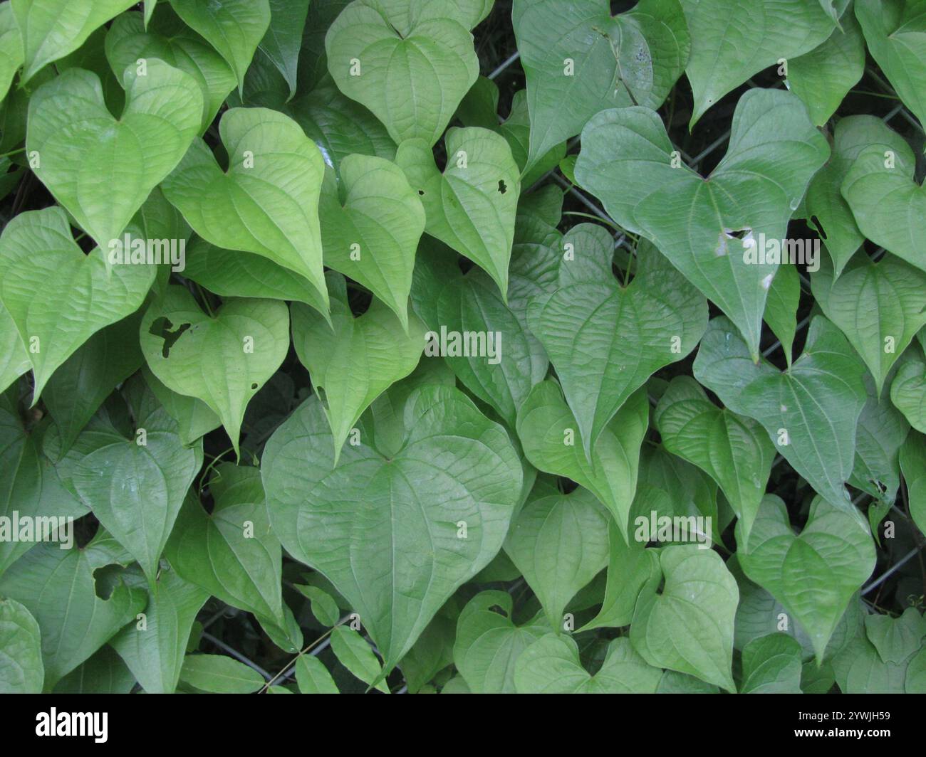 Tokoro mountain yam (Dioscorea tokoro Stock Photo - Alamy