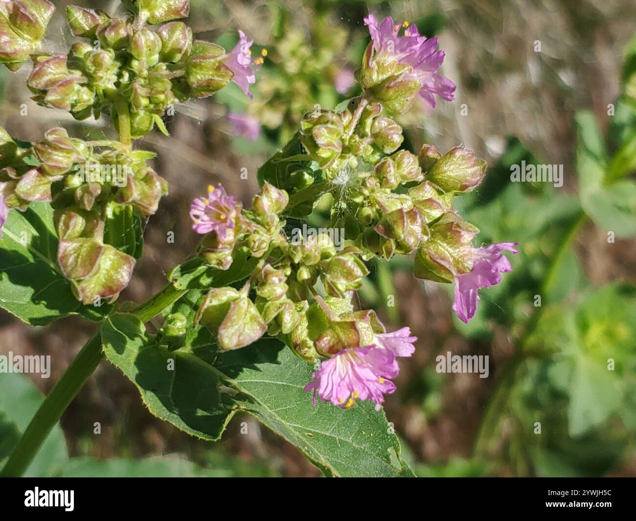 Wild Four o'Clock (Mirabilis nyctaginea Stock Photo - Alamy