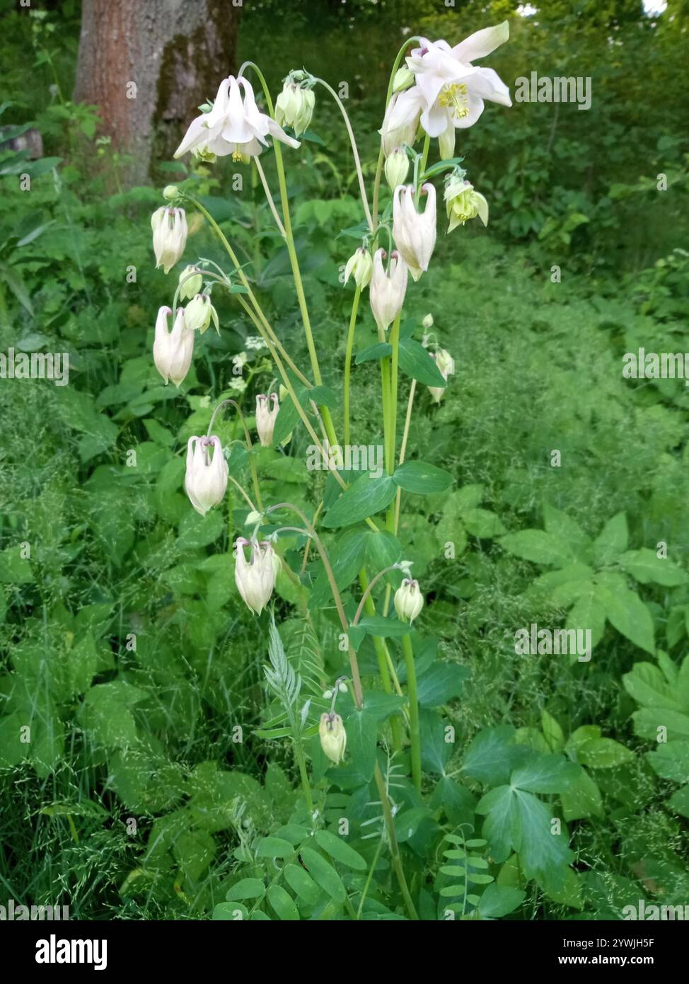 common columbine (Aquilegia vulgaris Stock Photo - Alamy