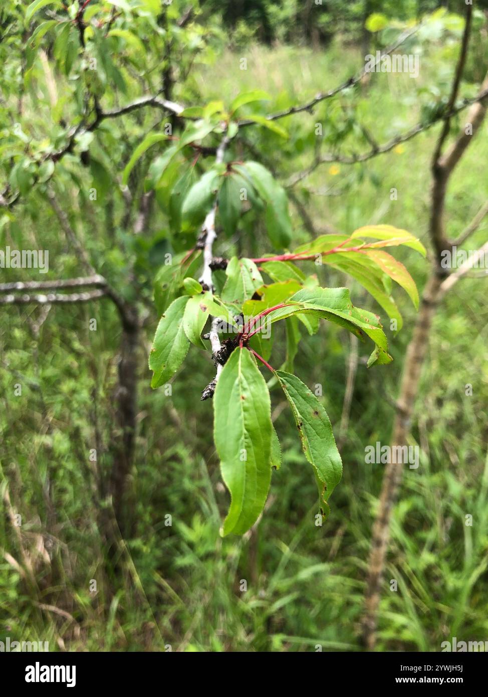Chickasaw plum (Prunus angustifolia Stock Photo - Alamy