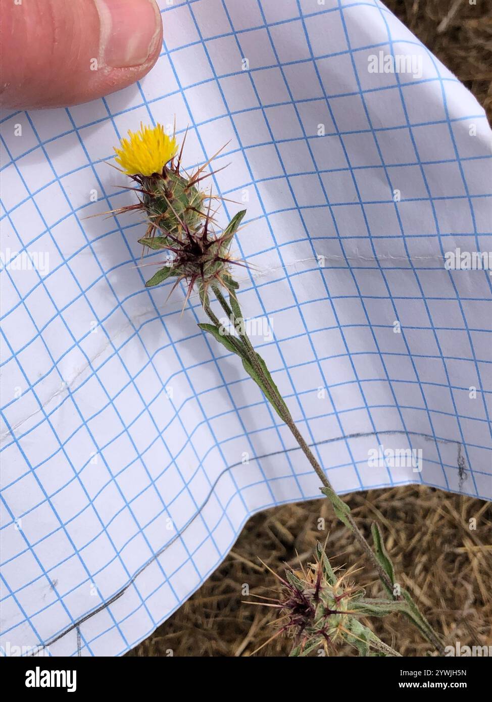Maltese star-thistle (Centaurea melitensis Stock Photo - Alamy