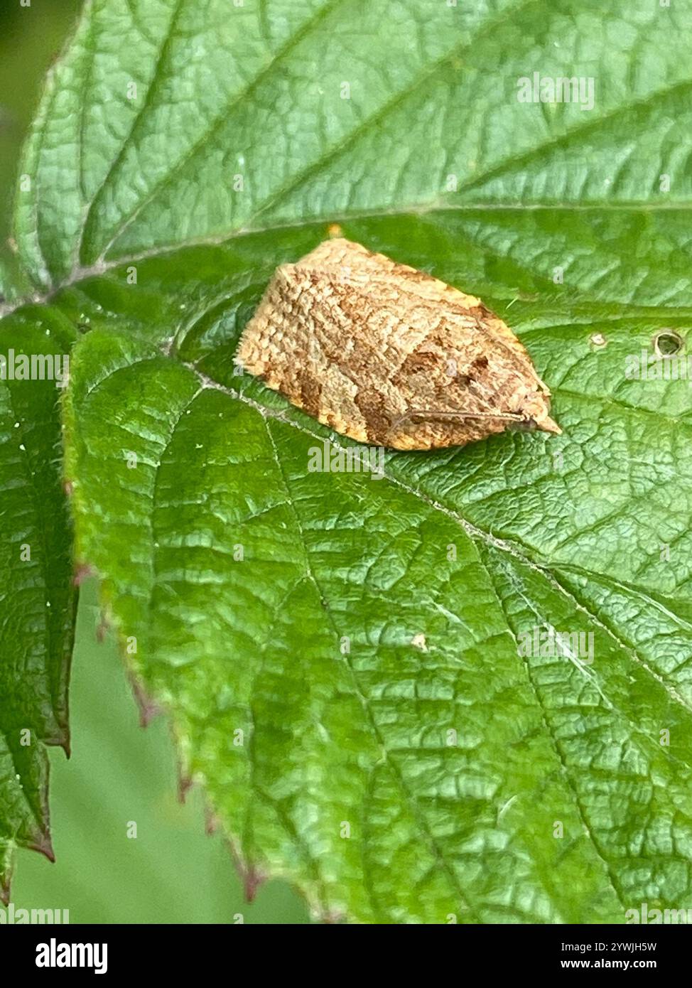 Summer Fruit Tortrix (Adoxophyes orana Stock Photo - Alamy