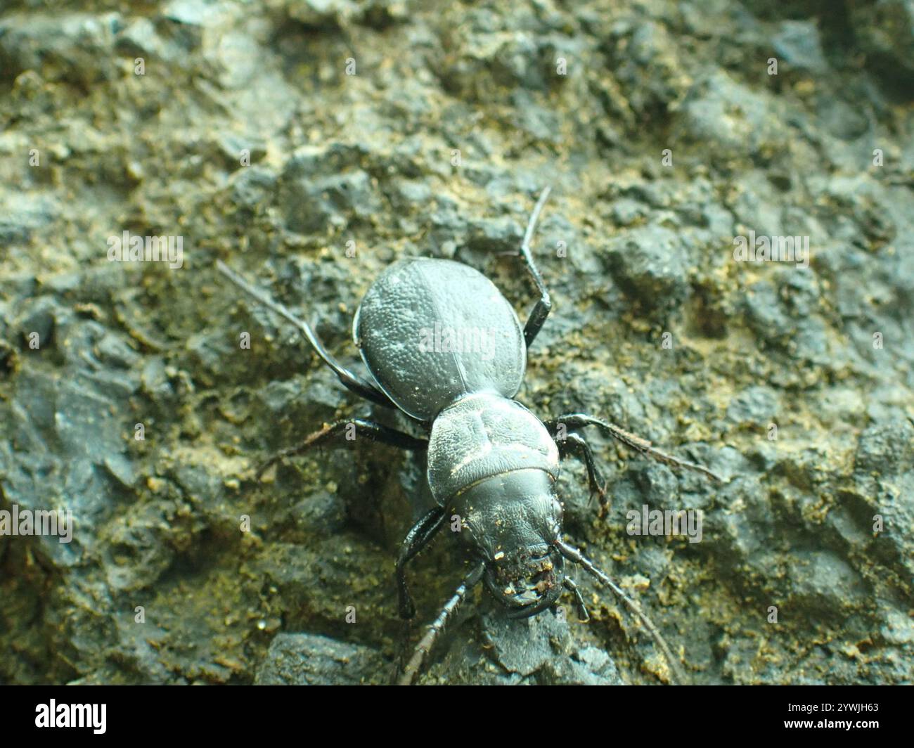 Greater Night-stalking Tiger Beetle (Omus dejeanii Stock Photo - Alamy