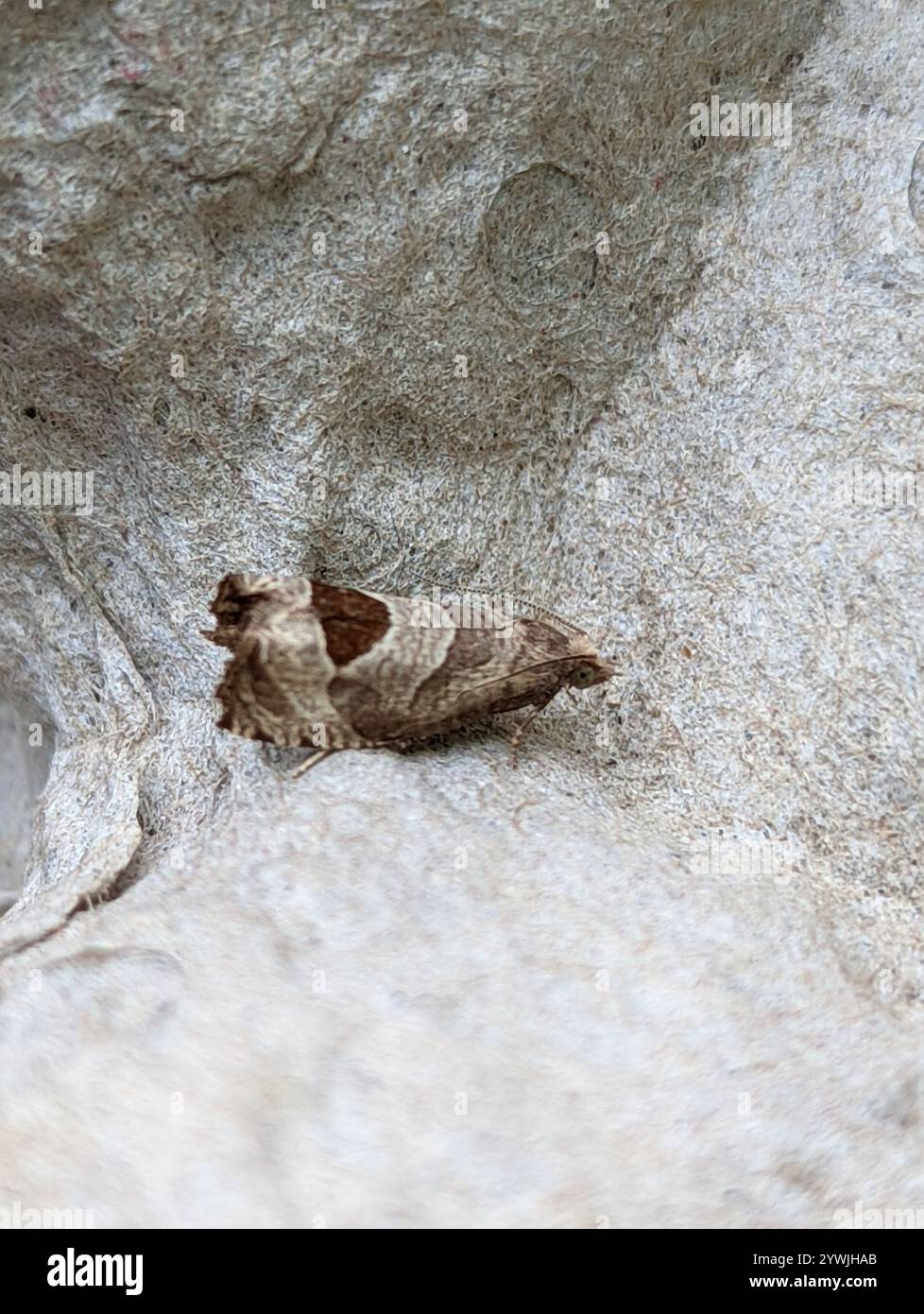 Bramble Shoot Moth (Notocelia uddmanniana Stock Photo - Alamy