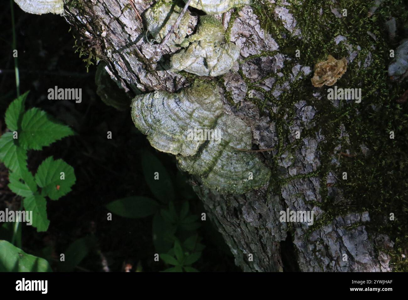 Gilled Polypore (Trametes betulina Stock Photo - Alamy